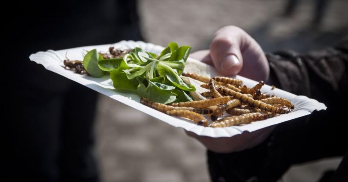 Guide: Sådan lærer du at spise insekter | BUPL